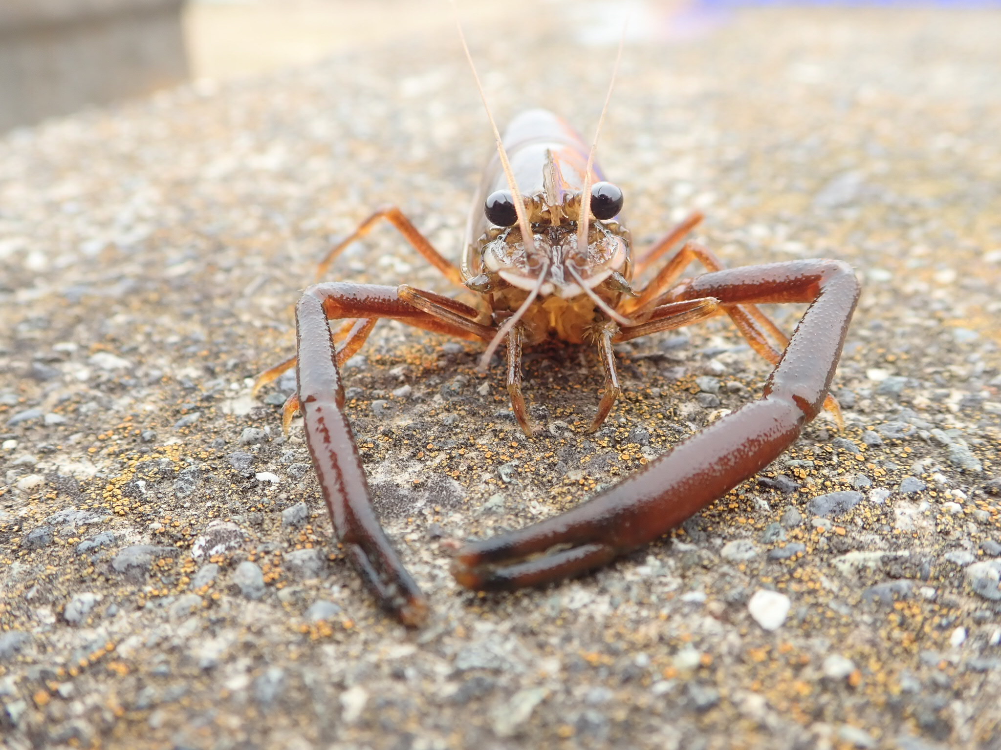 OLYMPUS DIGITAL CAMERA｜ガリオの地球飯