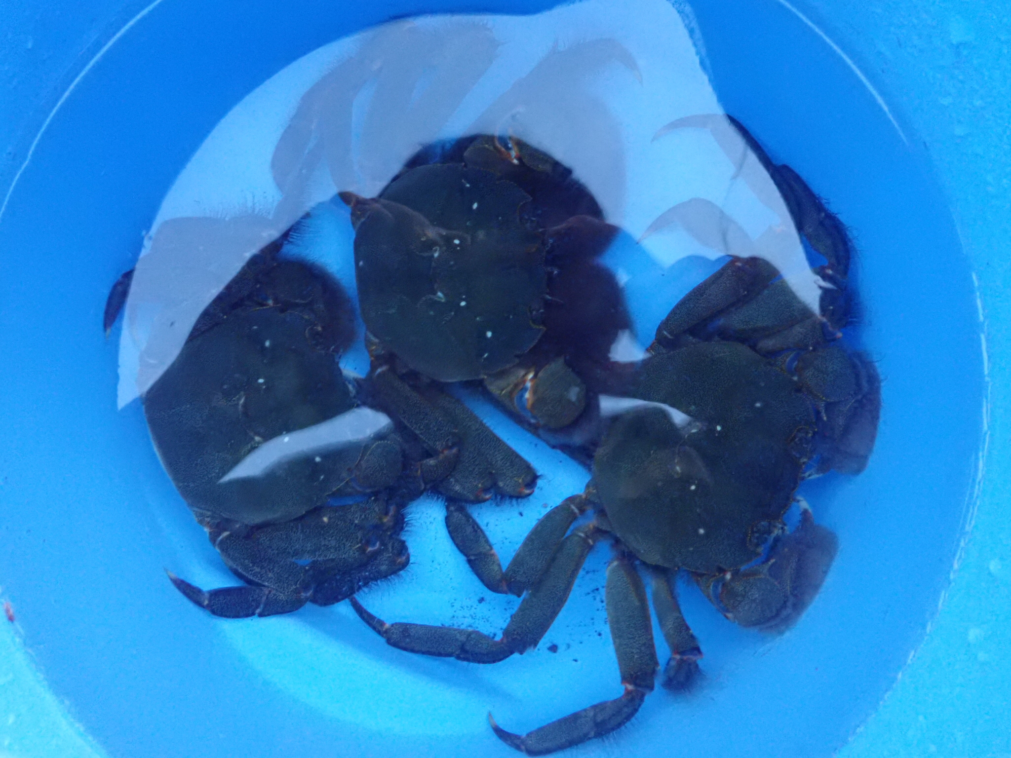 OLYMPUS DIGITAL CAMERA｜ガリオの地球飯